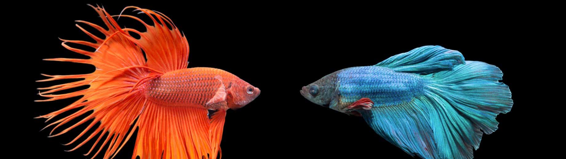 Irresistible Facts About Baby Animals - Factinate