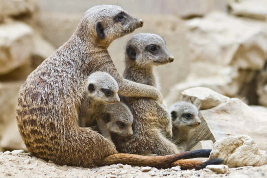 Irresistible Facts About Baby Animals