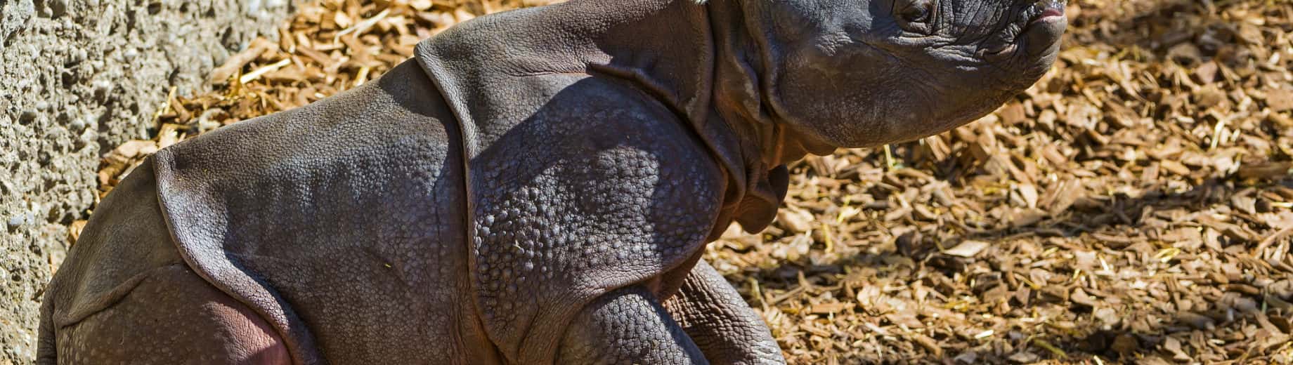 Irresistible Facts About Baby Animals - Factinate