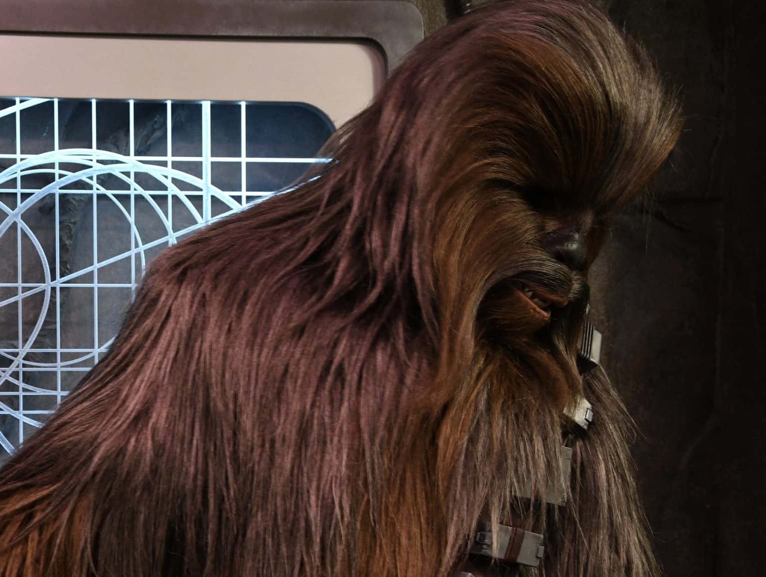 Cuddly Facts About Chewbacca