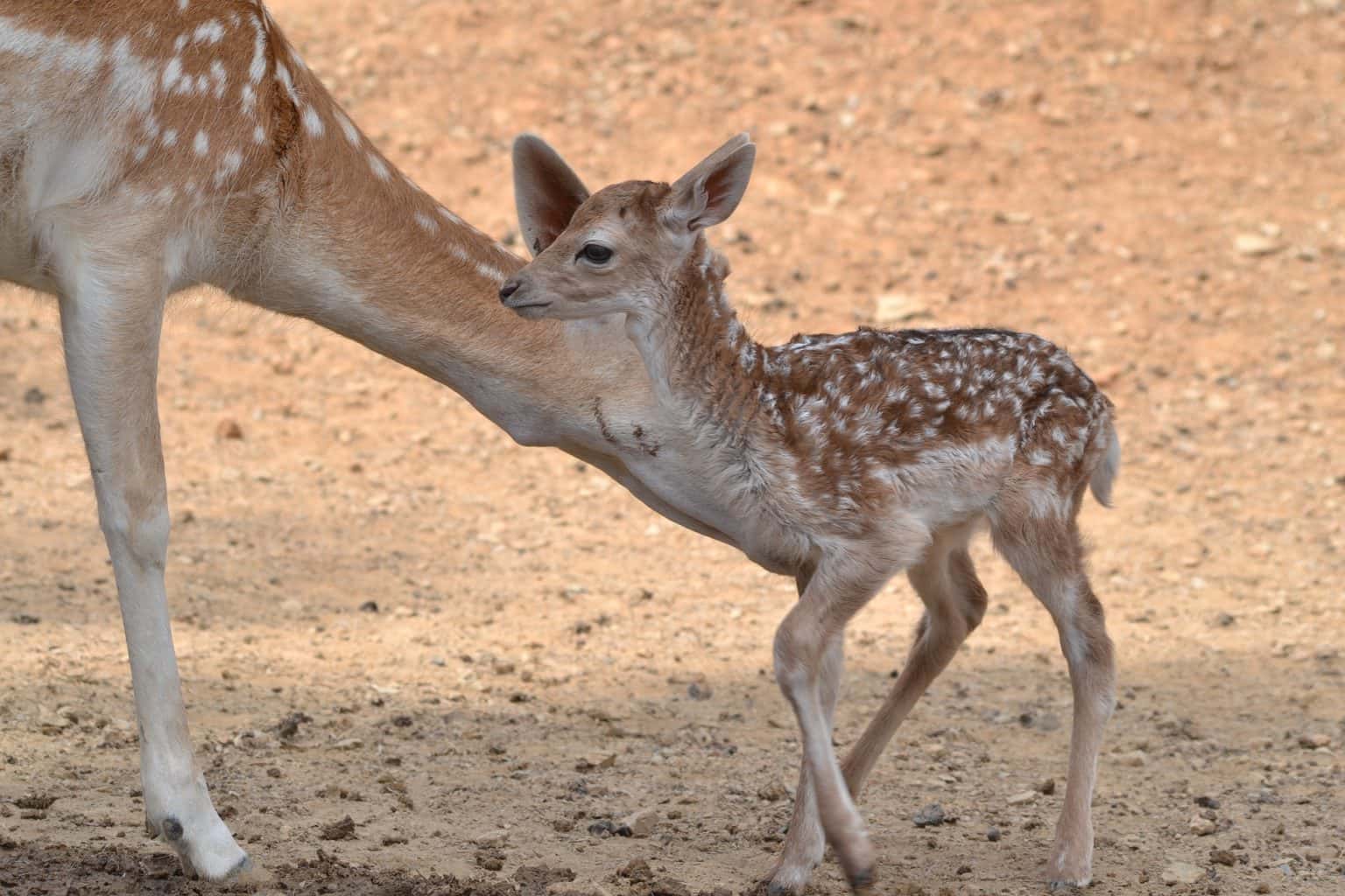 Irresistible Facts About Baby Animals