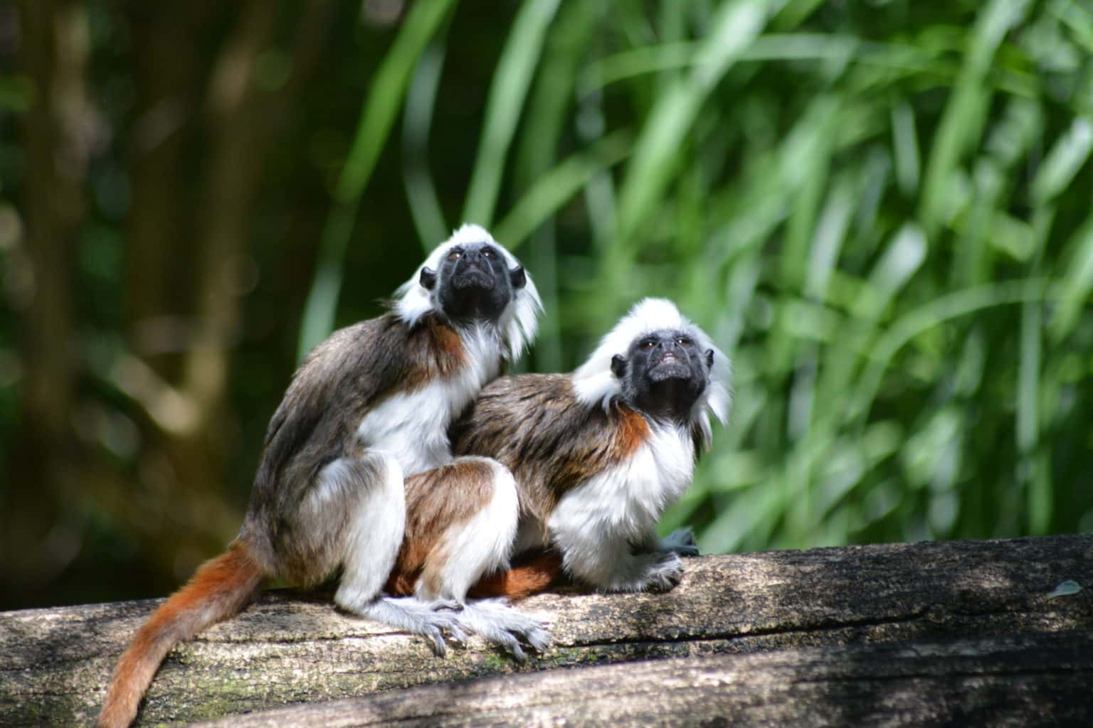 Irresistible Facts About Baby Animals