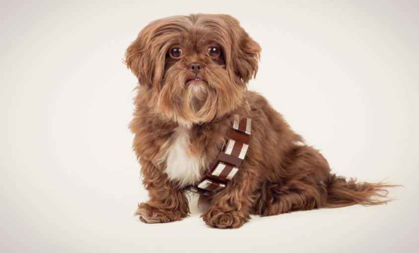 Cuddly Facts About Chewbacca - Factinate