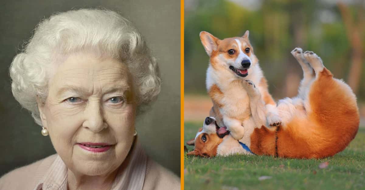 Untamed Facts About Ridiculous Royal Pets Throughout History