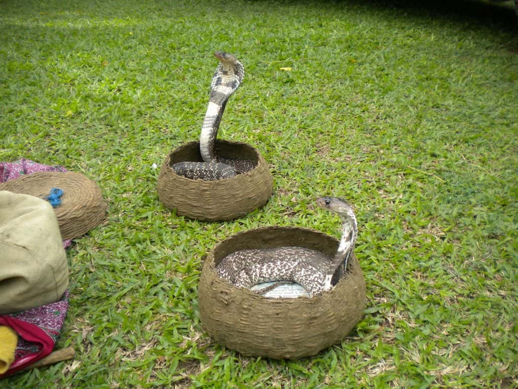 Strange Facts About The World’s Most Bizarre People