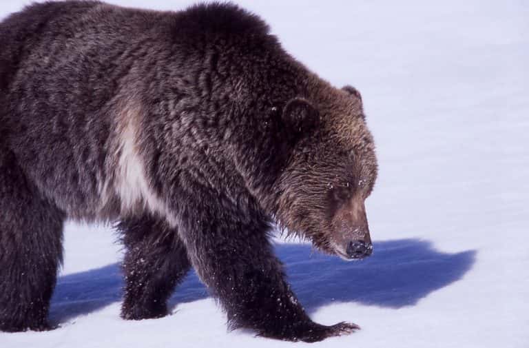 Grizzled Facts About House Mormont