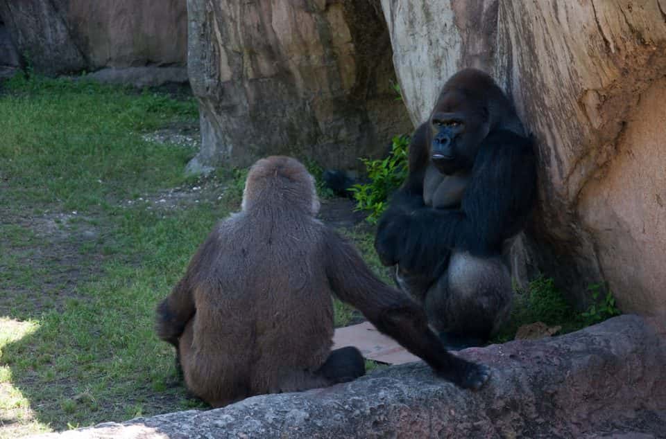 Heartwarming Facts About Koko, The Gorilla Who Knew Sign Language