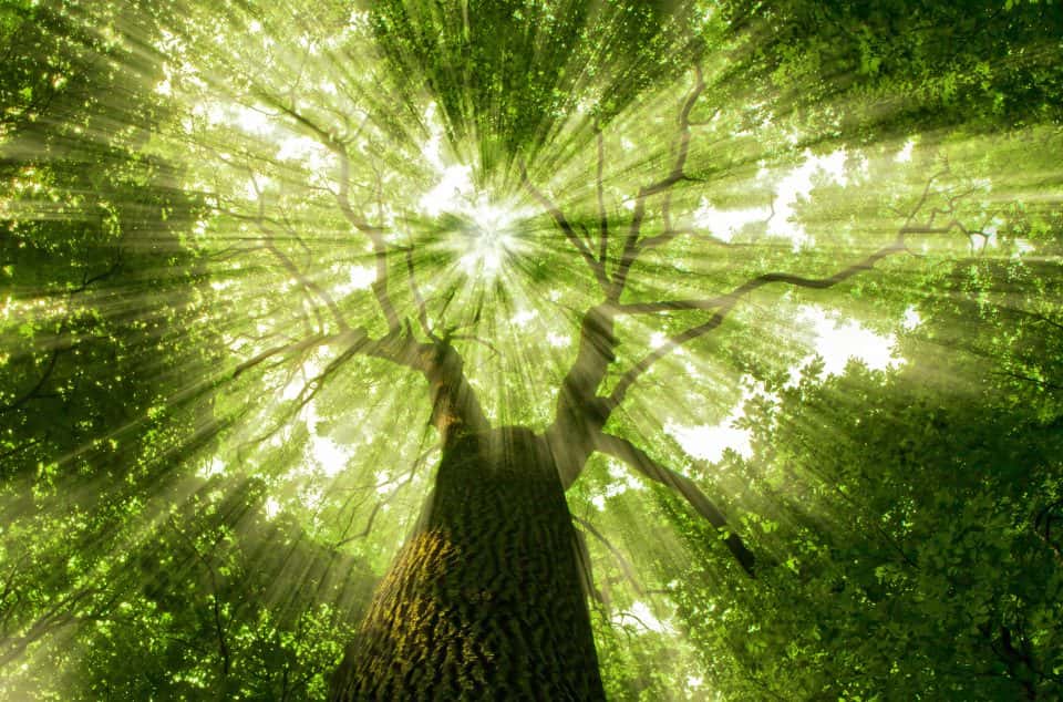 Legendary Facts About Osman I, Father Of The Ottoman Empire