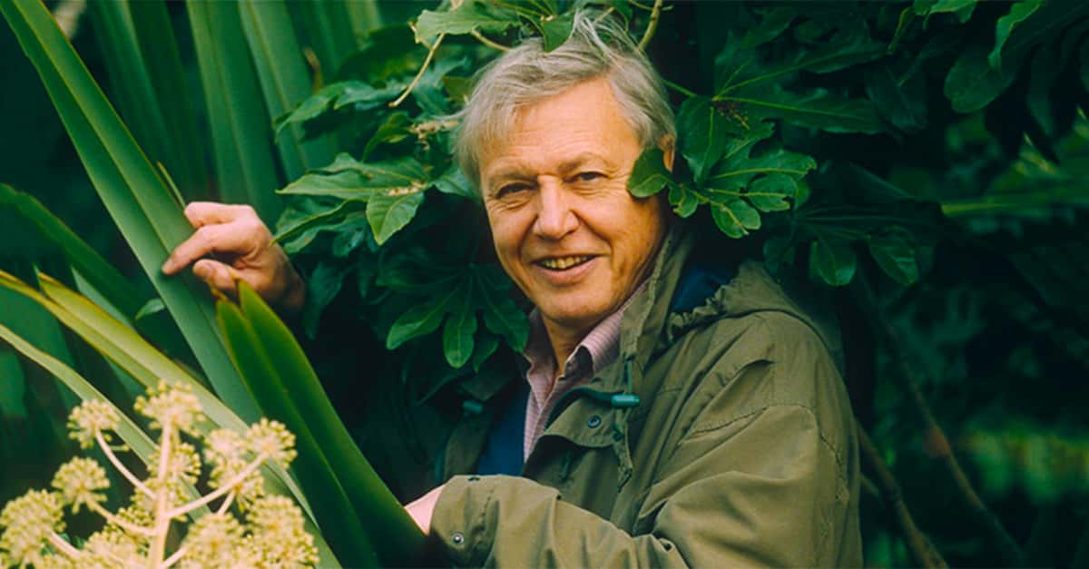 Worldly Facts About David Attenborough, The Voice Of The BBC