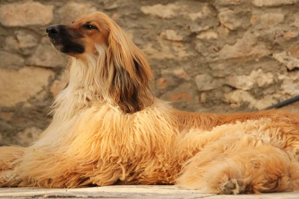 The 20 Most Beautiful Dog Breeds