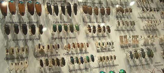 Unprecedented Facts About Charles Darwin, The Father Of Evolution ...