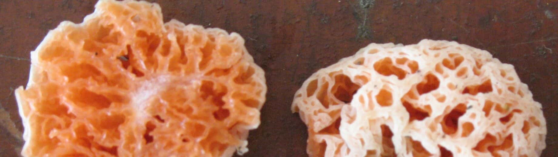 Side-Splitting Facts About SpongeBob SquarePants - Factinate