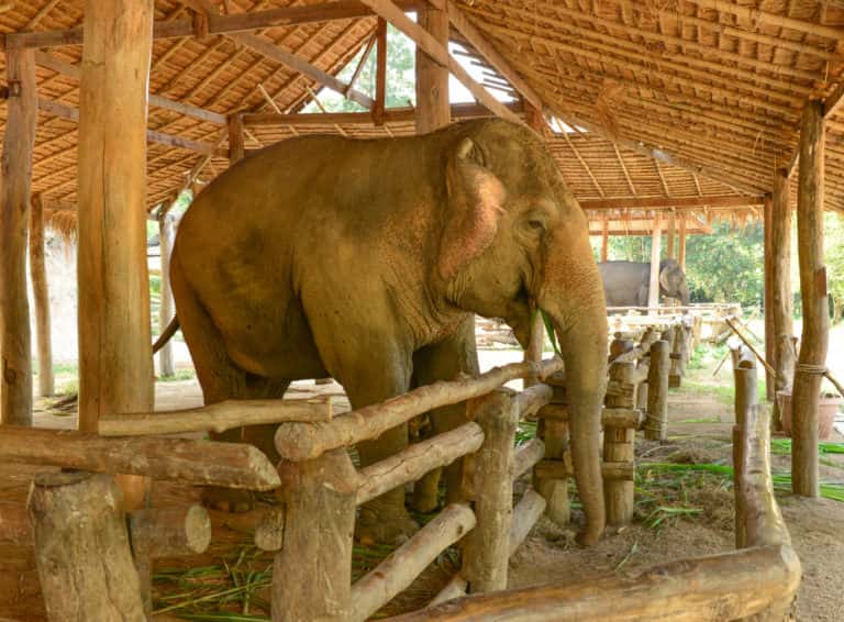 The Heartbreaking Life Of Sabu, The First Indian Superstar