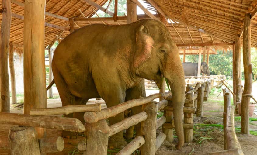 Adventurous Facts About Sabu, India's First Hollywood Star - Factinate