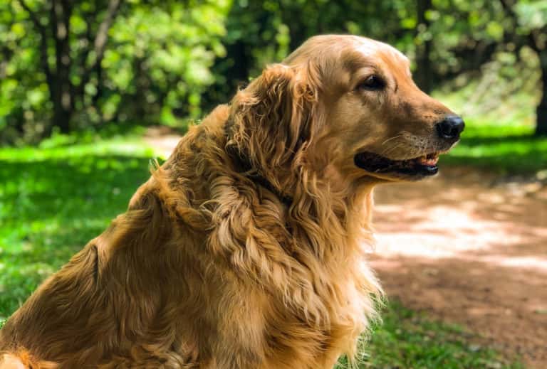 The 20 Most Beautiful Dog Breeds