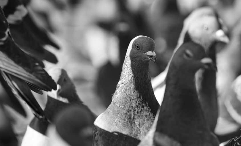 Wild Facts About Thelma Furness, A Royal Mistress Betrayed - Factinate