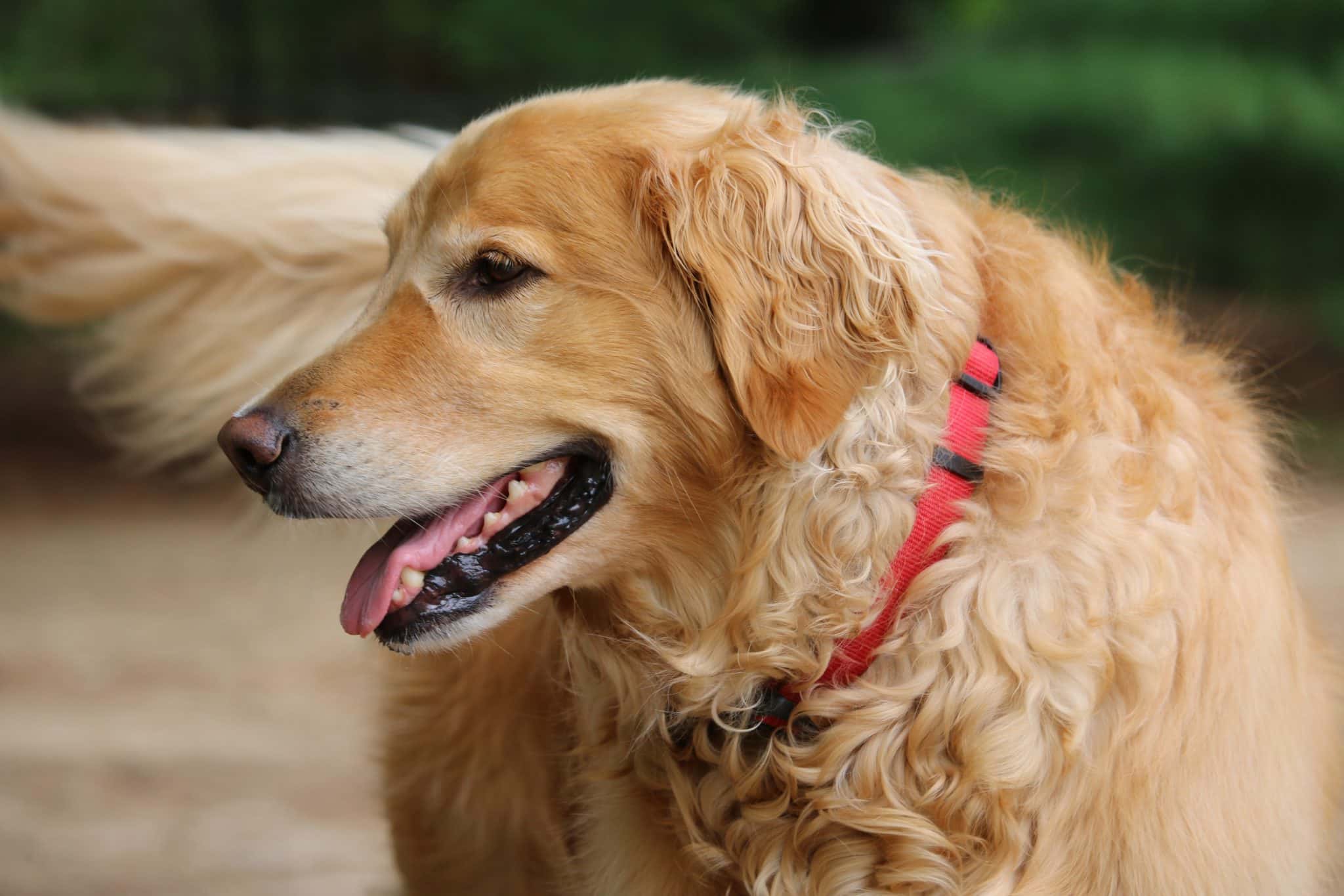 The 20 Most Beautiful Dog Breeds