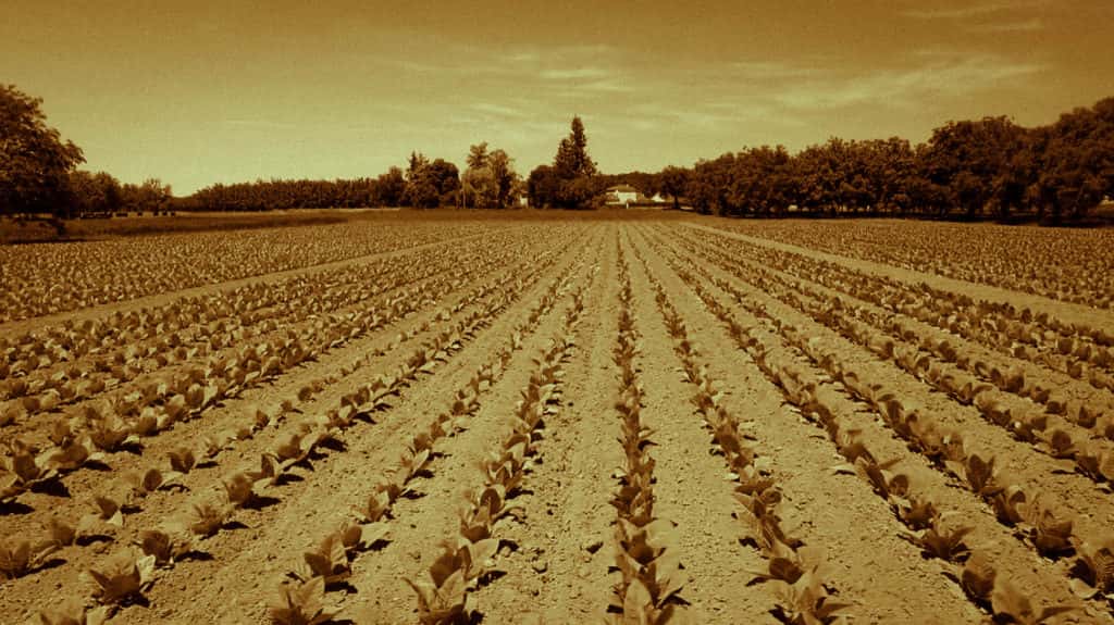 Twisted Facts About the Muse Brothers, The Heartbreaking Circus Act ...