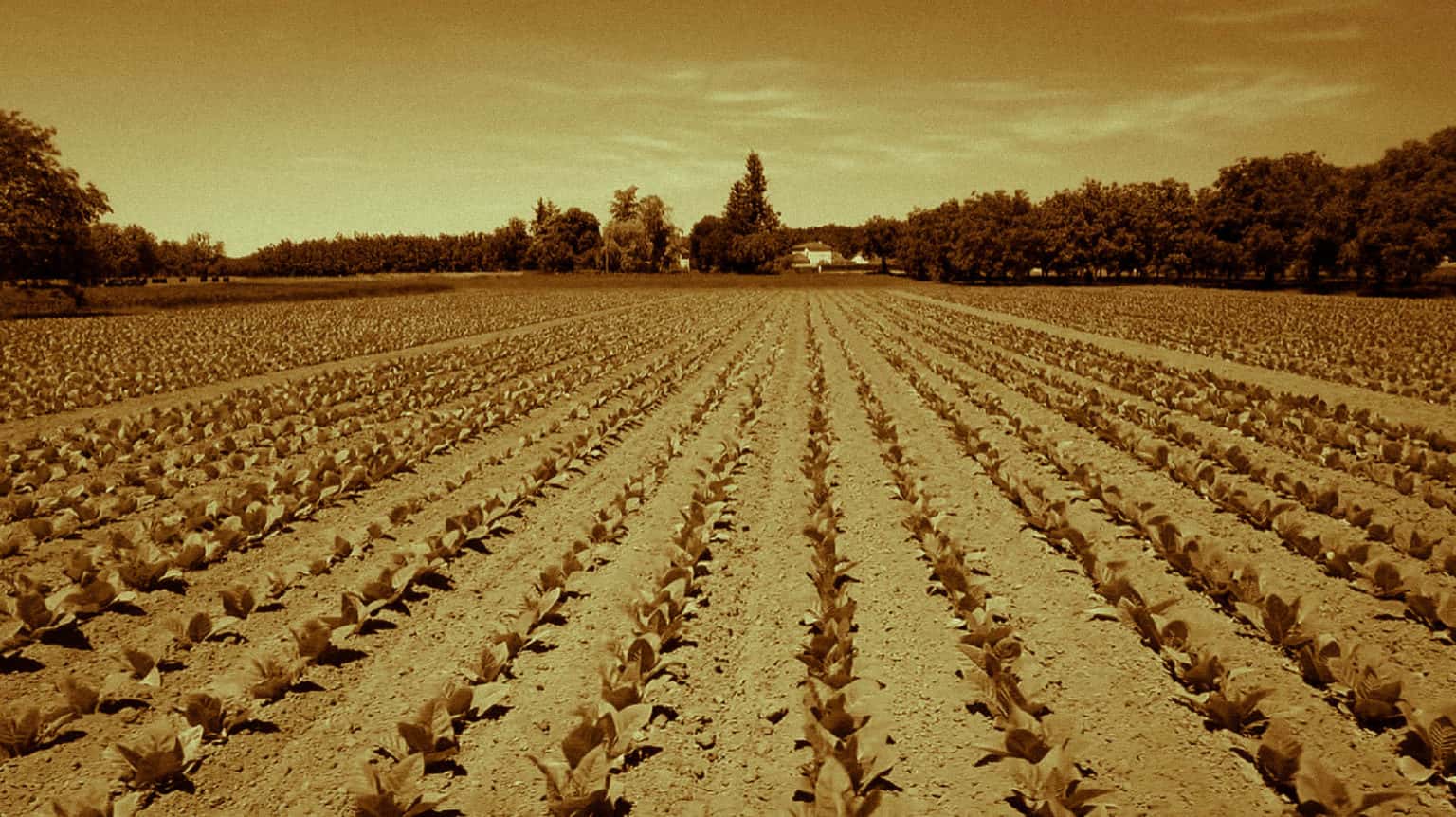 Twisted Facts About the Muse Brothers, The Heartbreaking Circus Act ...