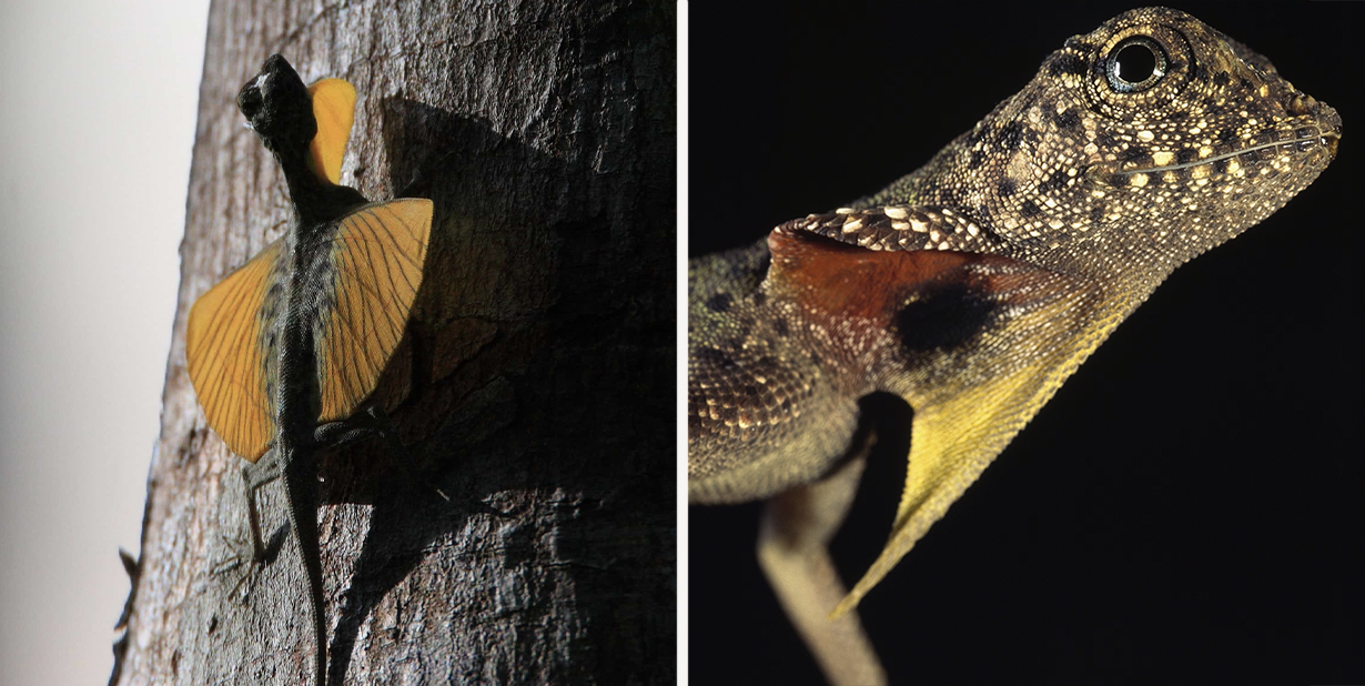Facts About Obscure Animals