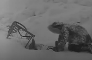 The Arctic Explorer Who Survived The Impossible