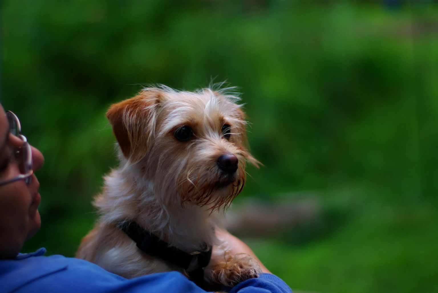 The Weirdest Mixed-Breed Dogs Ever