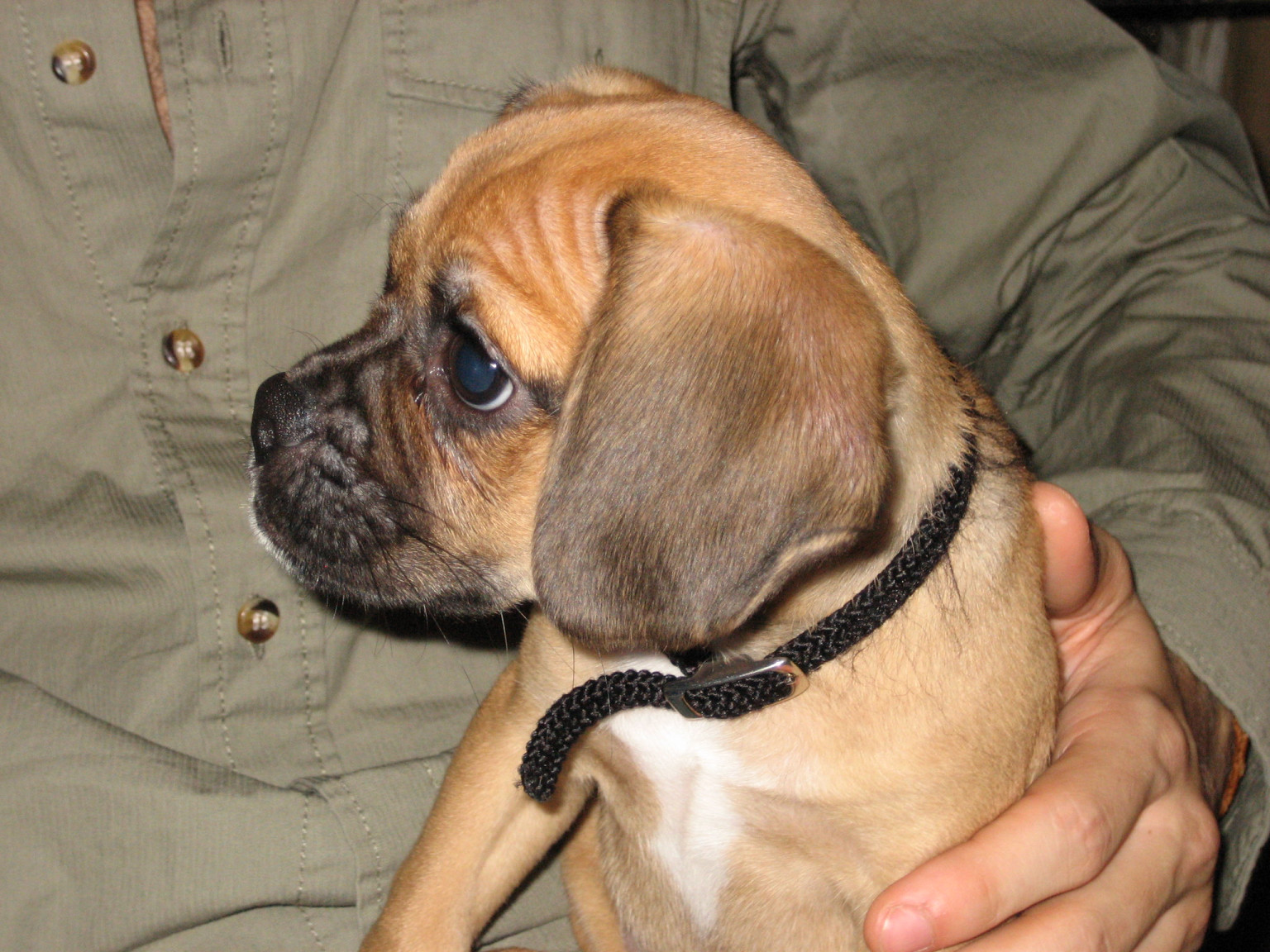 The Weirdest Mixed-Breed Dogs Ever
