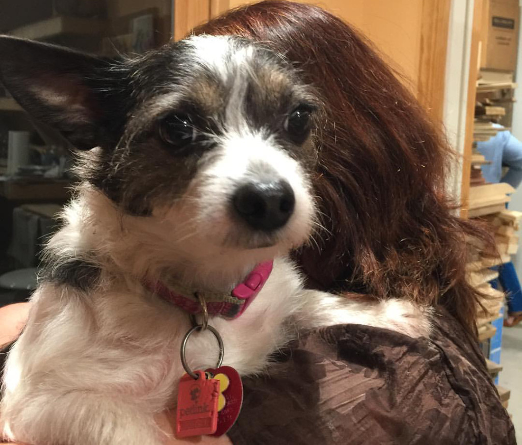 The Weirdest Mixed-Breed Dogs Ever