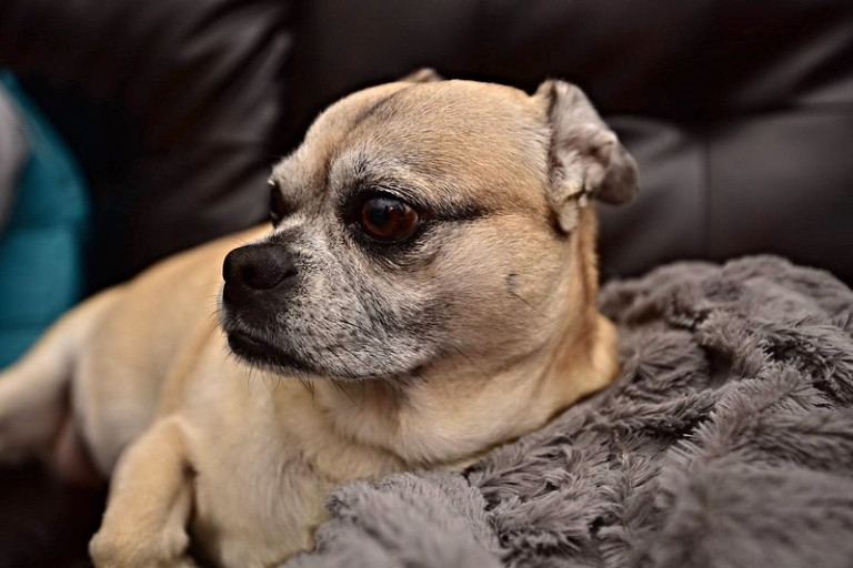 The Weirdest Mixed-Breed Dogs Ever