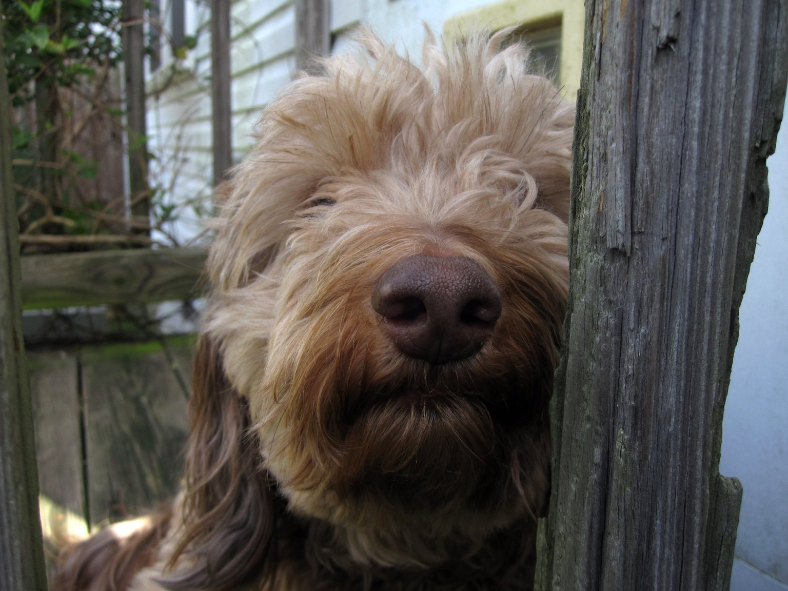 The Weirdest Mixed-Breed Dogs Ever