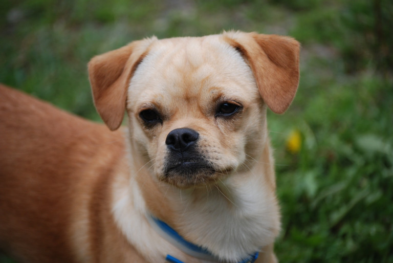 The Weirdest Mixed-Breed Dogs Ever