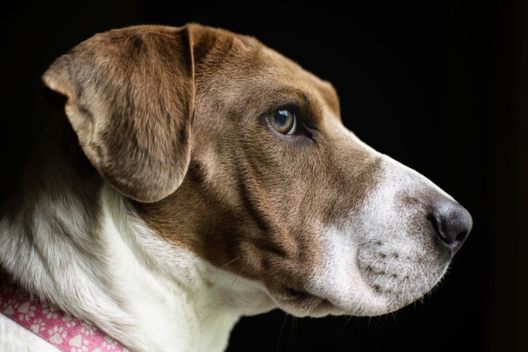 The Weirdest Mixed-Breed Dogs Ever