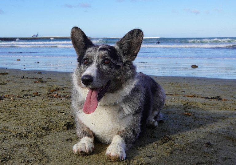 The Weirdest Mixed-Breed Dogs Ever
