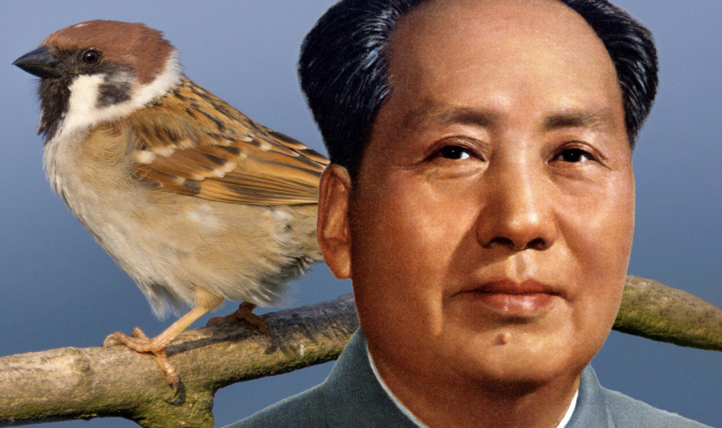 Mao's Disastrous "Four Pests" Campaign