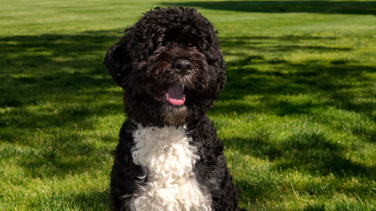 The Most Famous Pets Of World Leaders