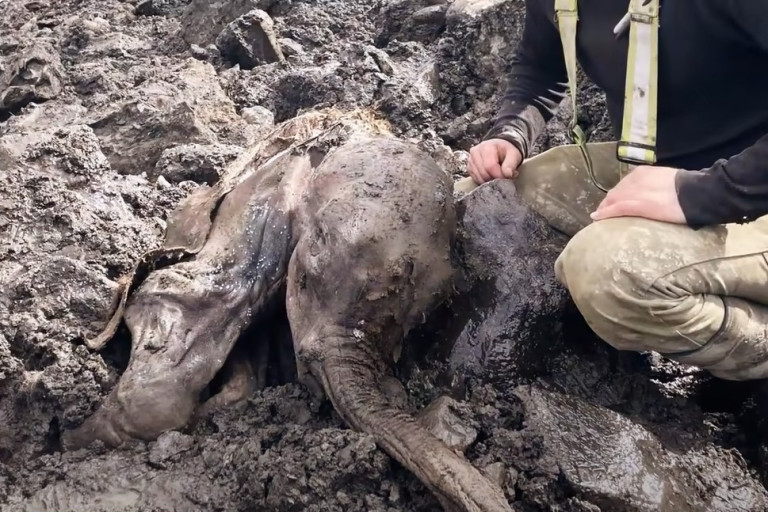 A Perfectly Preserved Baby Woolly Mammoth Was Found In The Yukon
