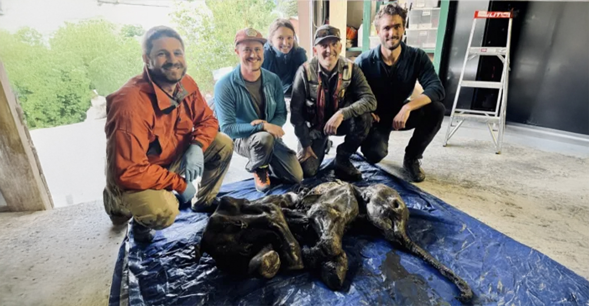 A Perfectly Preserved Baby Woolly Mammoth Was Found In The Yukon