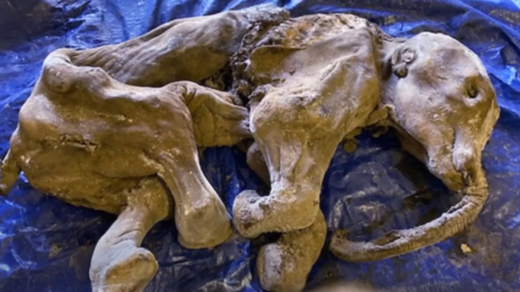 A Perfectly Preserved Baby Woolly Mammoth Was Found In The Yukon