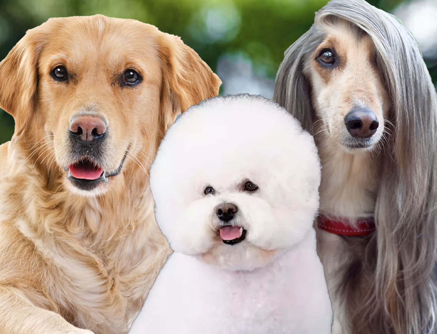 The 20 Most Beautiful Dog Breeds