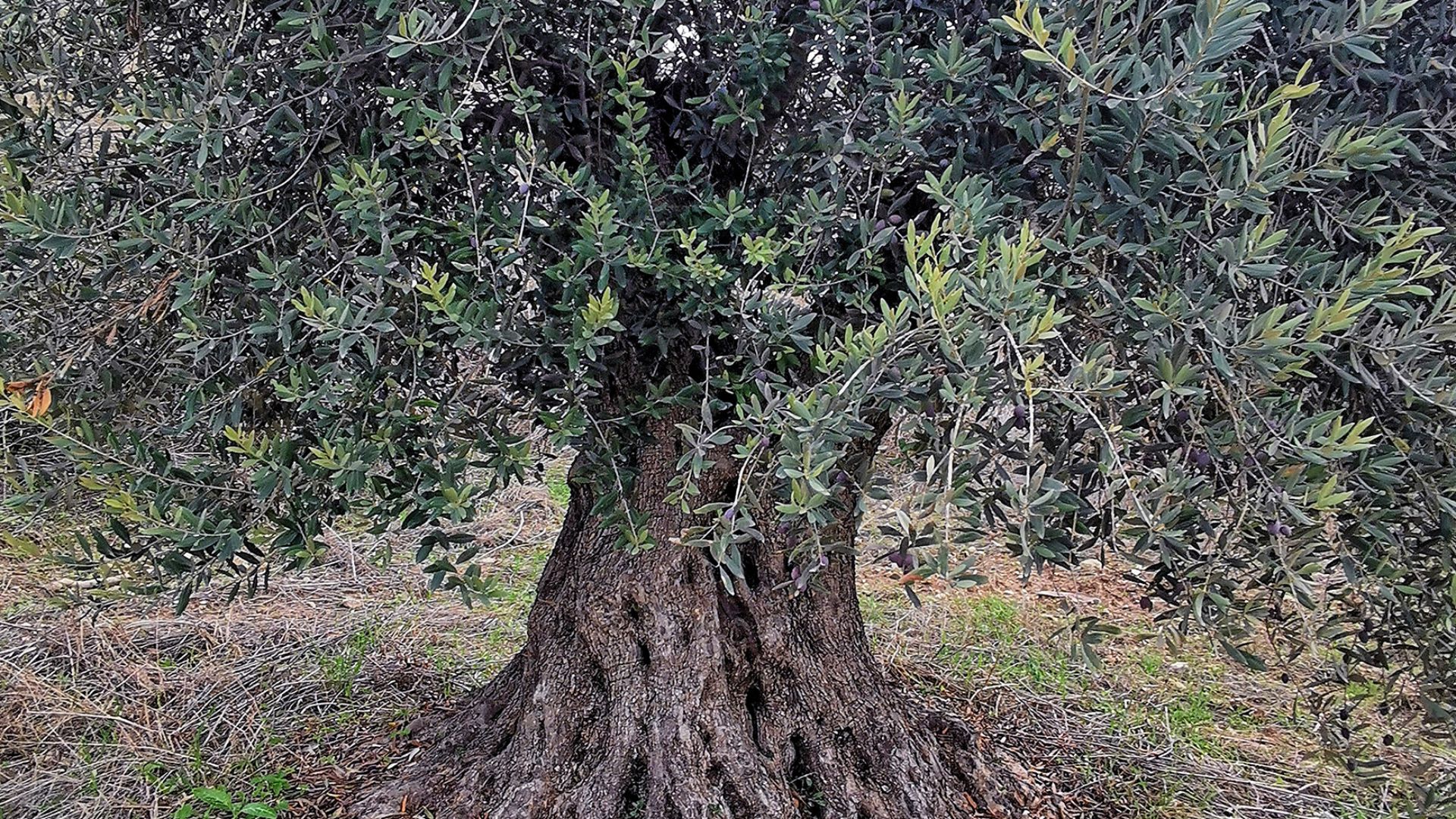 According To John 19:41–42, Proof Of An Ancient Garden Beneath Jesus’s ...