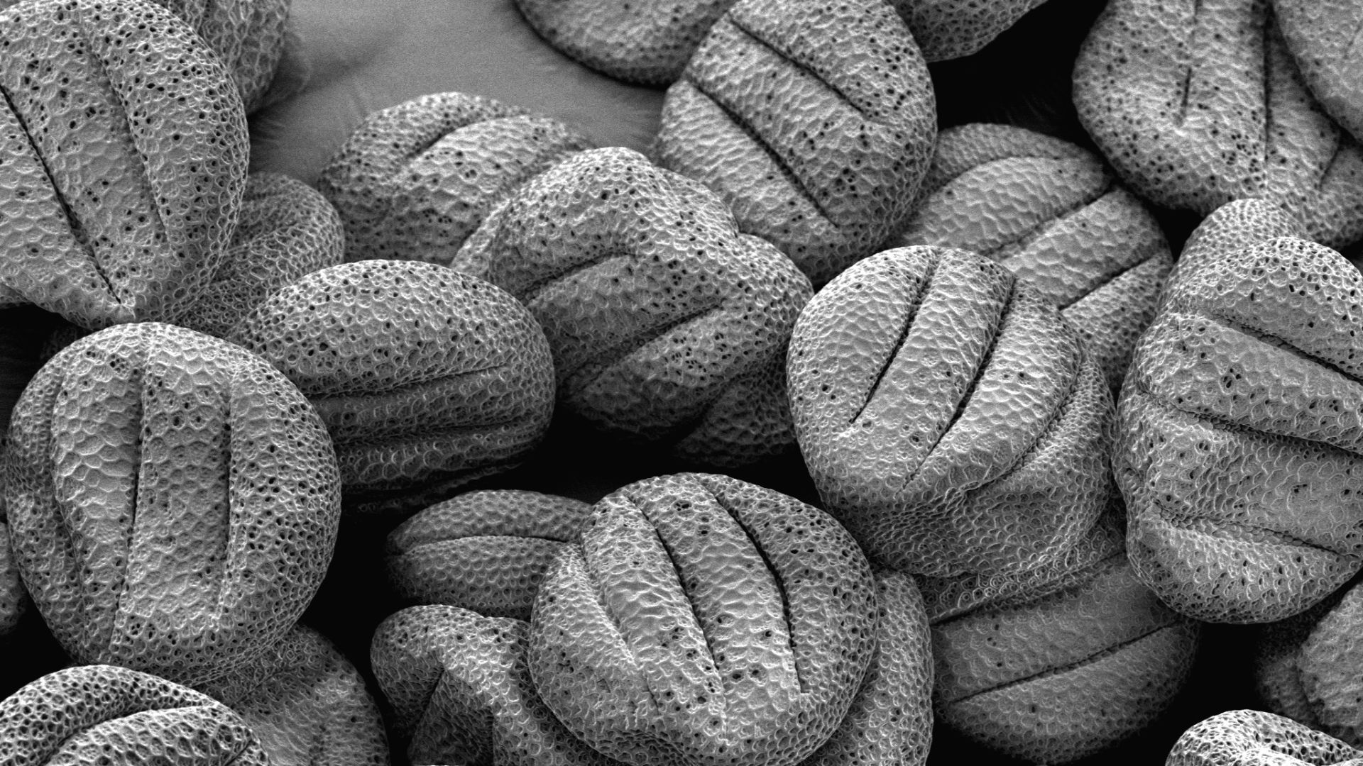 According To John 19:41–42, Proof Of An Ancient Garden Beneath Jesus’s ...