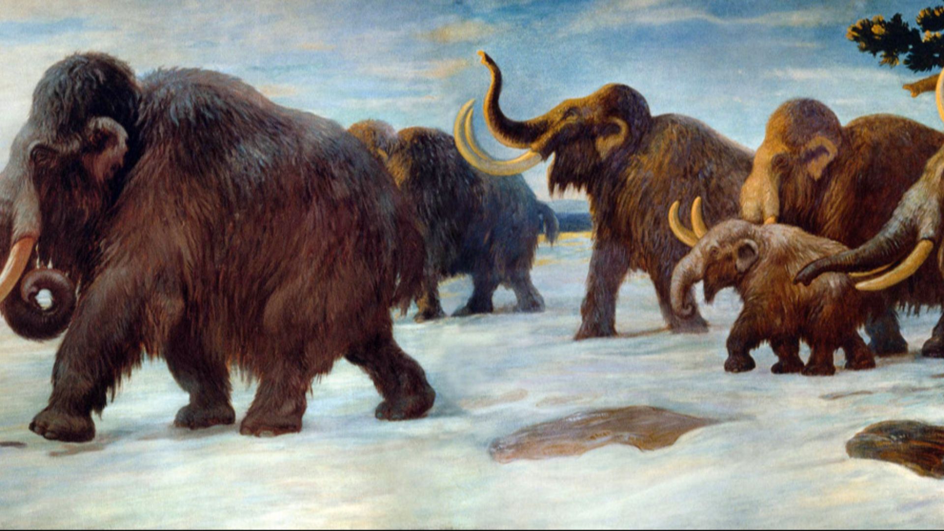 How Ancient Bones Expose The Role Of Humans In Megafauna Collapse