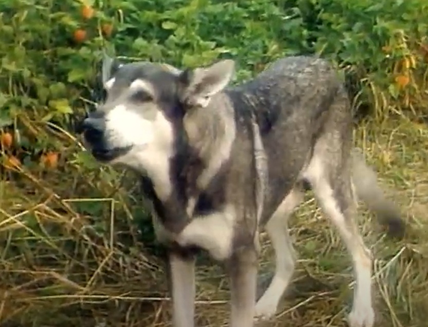 The Best TV Dogs Of All Time