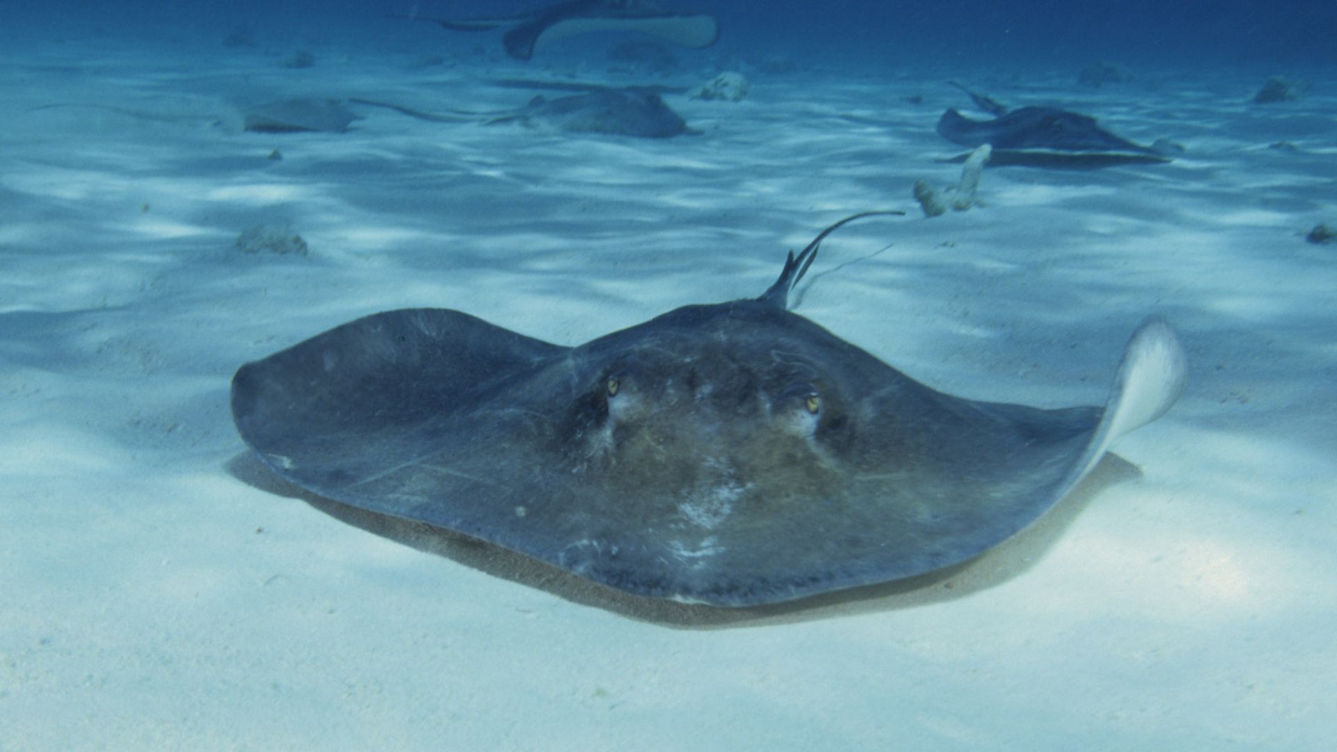 Steve Irwin was stung by a stingray while filming, and his haunting ...