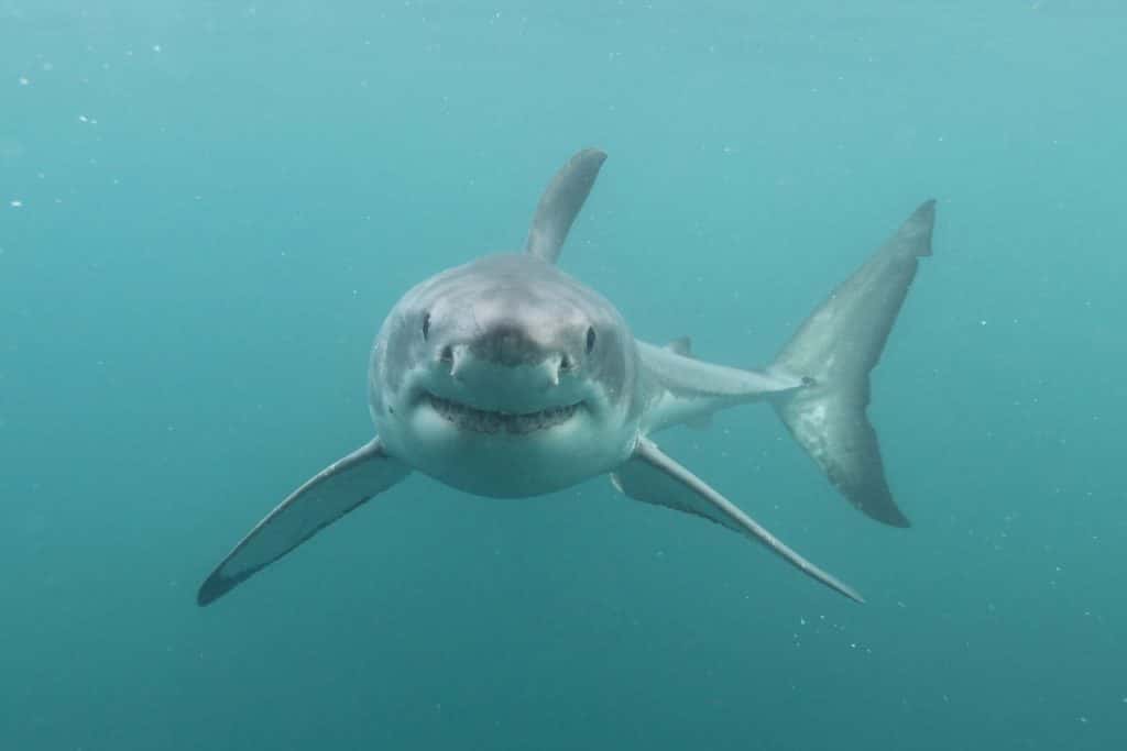 Finteresting Facts About Sharks