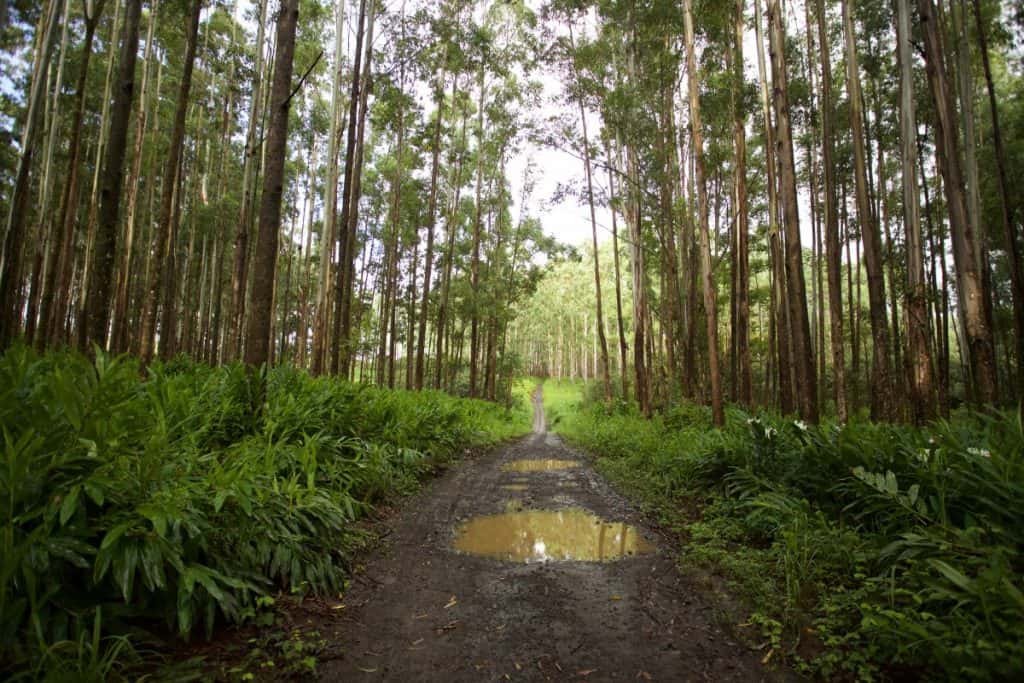 42 Astonishing Facts About Rainforests