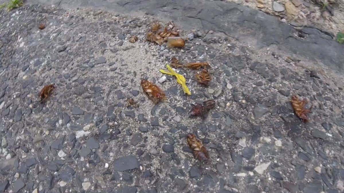 24 Facts about Bug Infestations