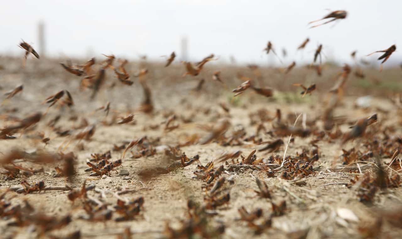 24 Facts about Bug Infestations