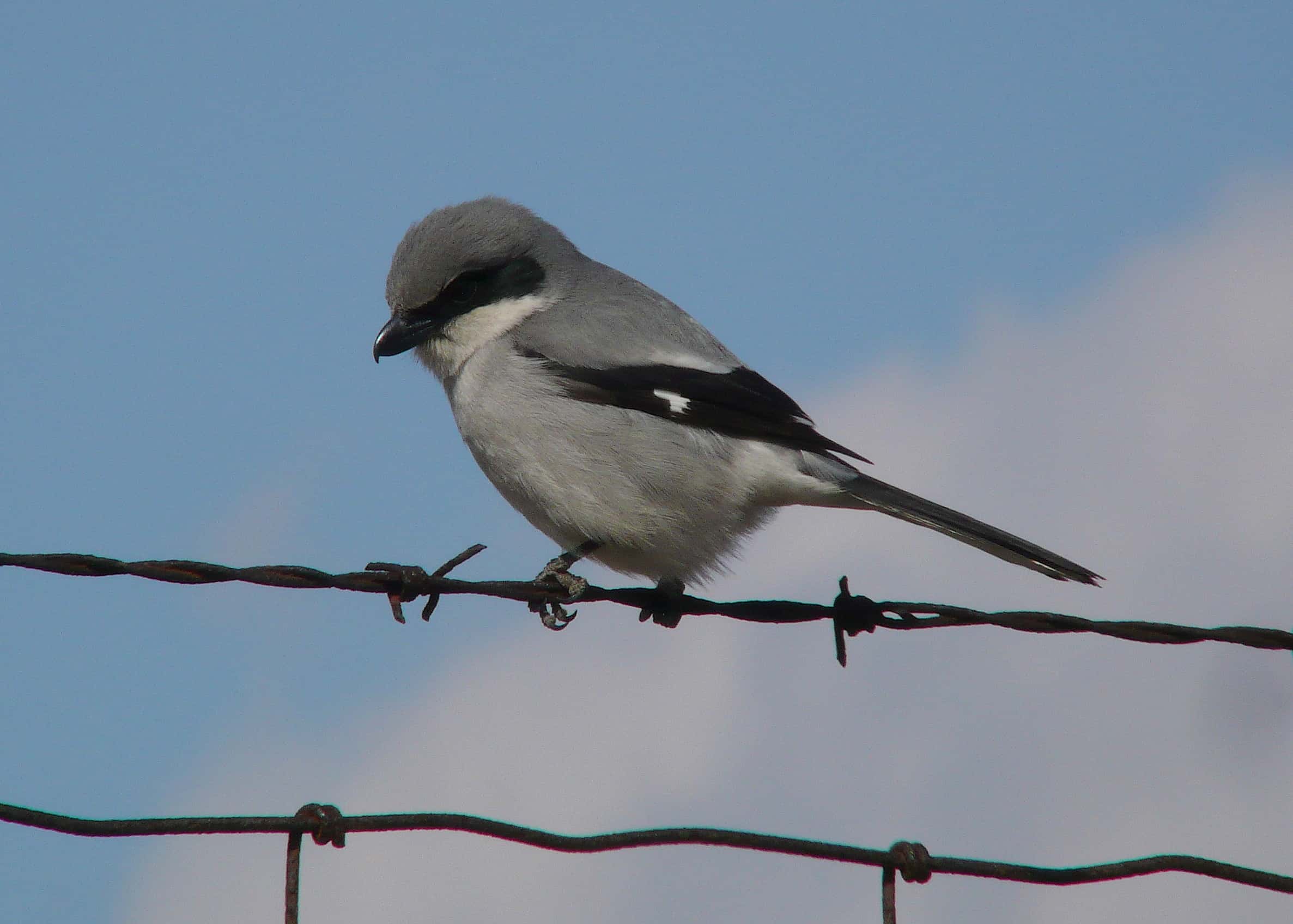 25 Facts About Obscure Animals