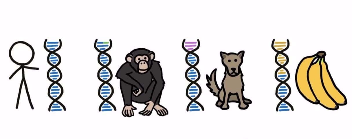 24 Fascinating Facts About DNA